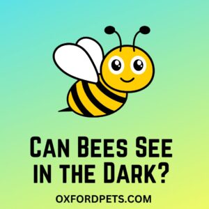 Can Bees See in the Dark or At Night? (Valid Answer) - Oxford Pets