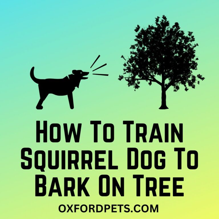 How To Train Squirrel Dog To Bark On Tree? [6 Easy Ways] - Oxford Pets