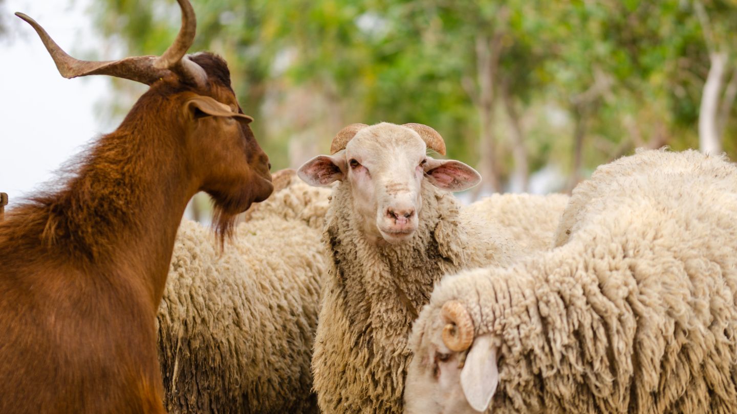 11 Reasons Why Farmers Separate Goats and Sheep? - Oxford Pets