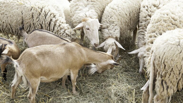 11 Reasons Why Farmers Separate Goats and Sheep? - Oxford Pets