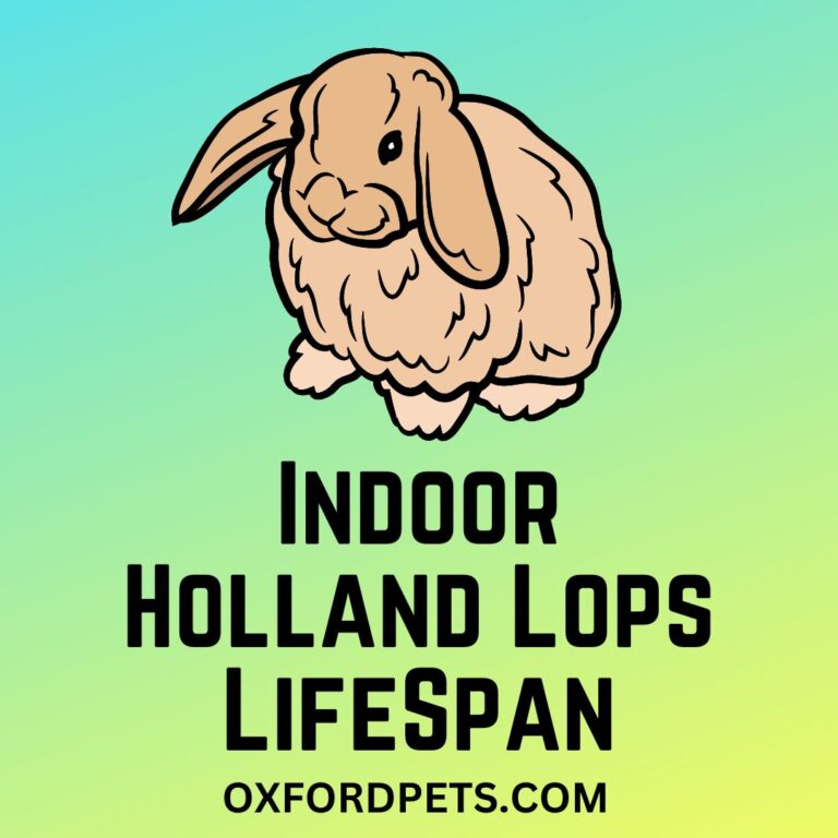 Indoor Holland Lops Life-Span: Things You Didn't Know - Oxford Pets