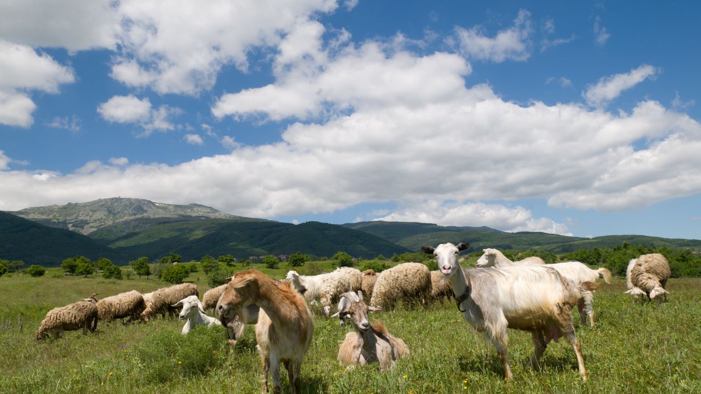 11 Reasons Why Farmers Separate Goats and Sheep? - Oxford Pets