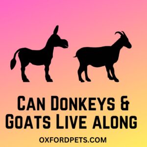 Can Donkeys And Goats Live Together? (Explained) - Oxford Pets