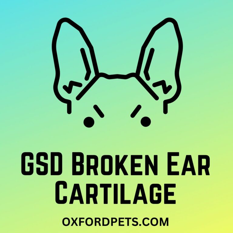 German Shepherd Broken Ear Cartilage-Why & How to Fix - Oxford Pets