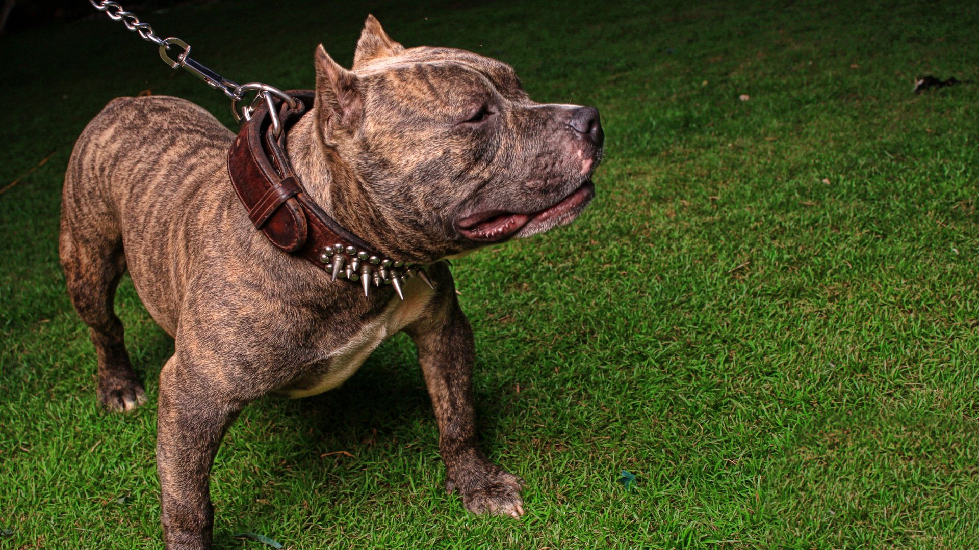 What Is A Kingfish Pitbull? [Unknown Breeds Facts] - Oxford Pets