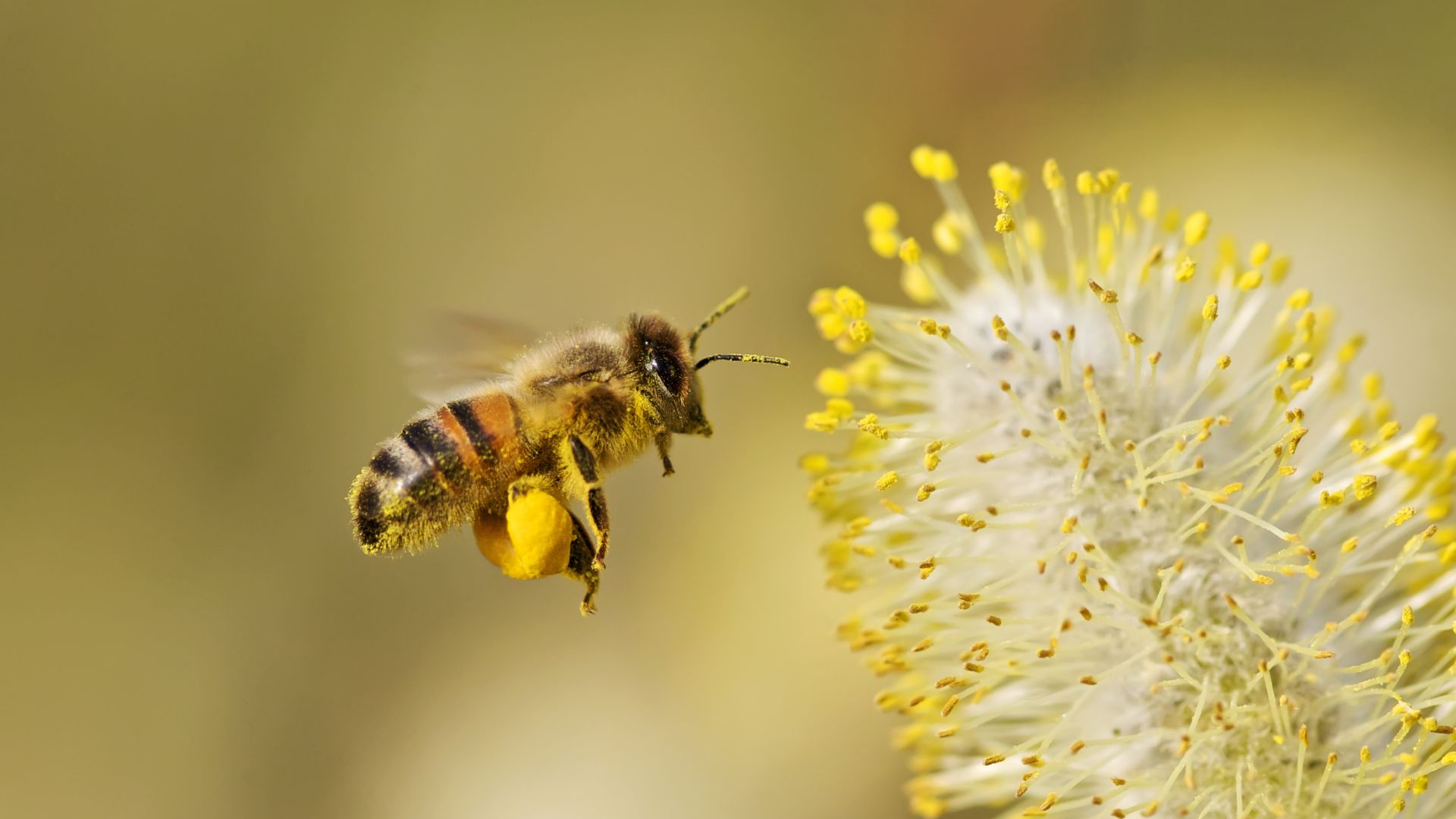 Are Bees Good Or Bad Luck? [Myths Busted!] - Oxford Pets