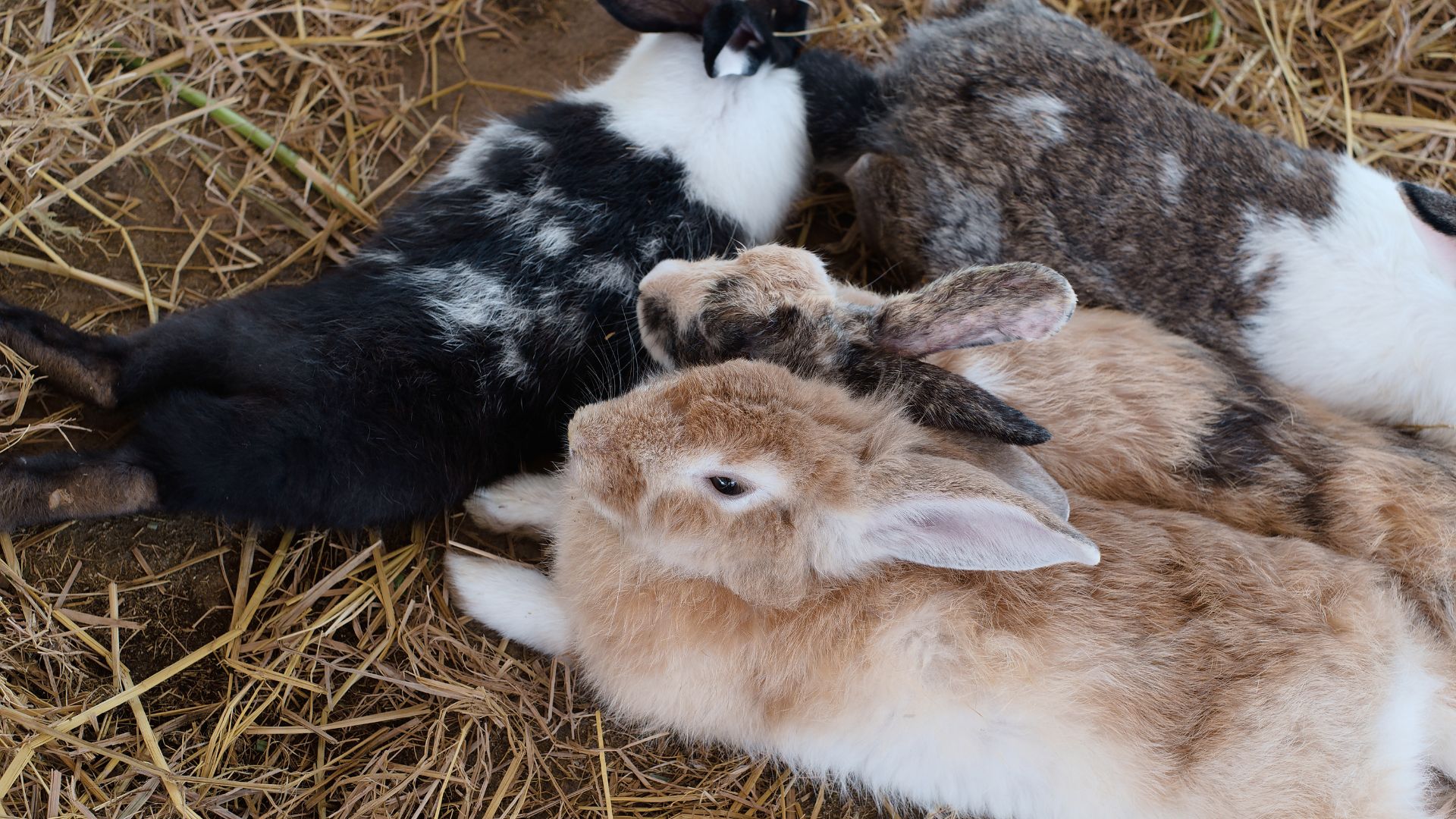 4 Reasons Why Rabbits Sleeping On Top Of Each Other - Oxford Pets