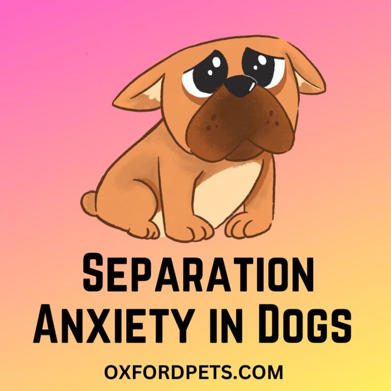 Separation Anxiety in Dogs [Causes, Signs and Ways to Handle] - Oxford Pets