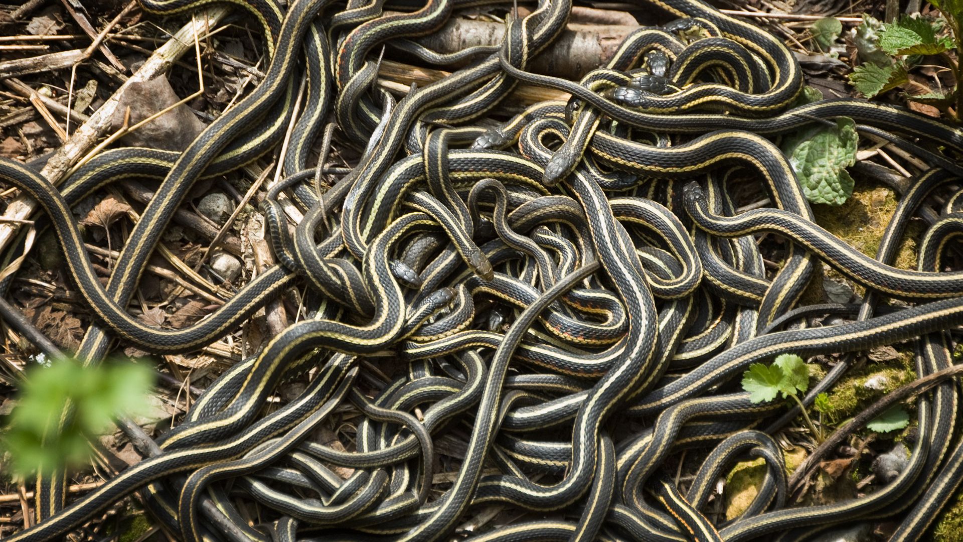 Can Snakes Crossbreed, Inbreed Or Interbreed? - Oxford Pets