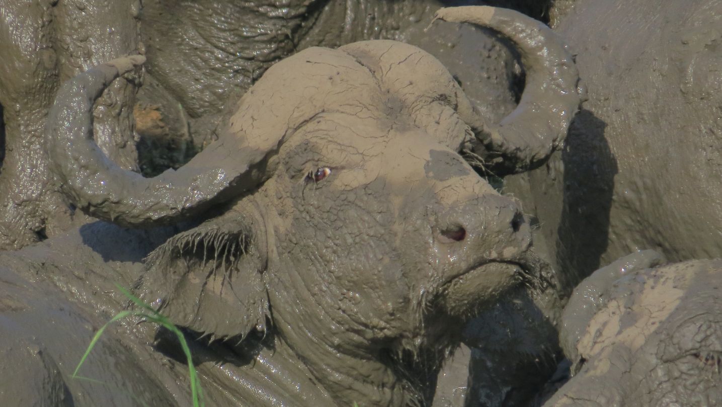 20 Animals That Wallow In Mud Or Bathe In Dust - Oxford Pets