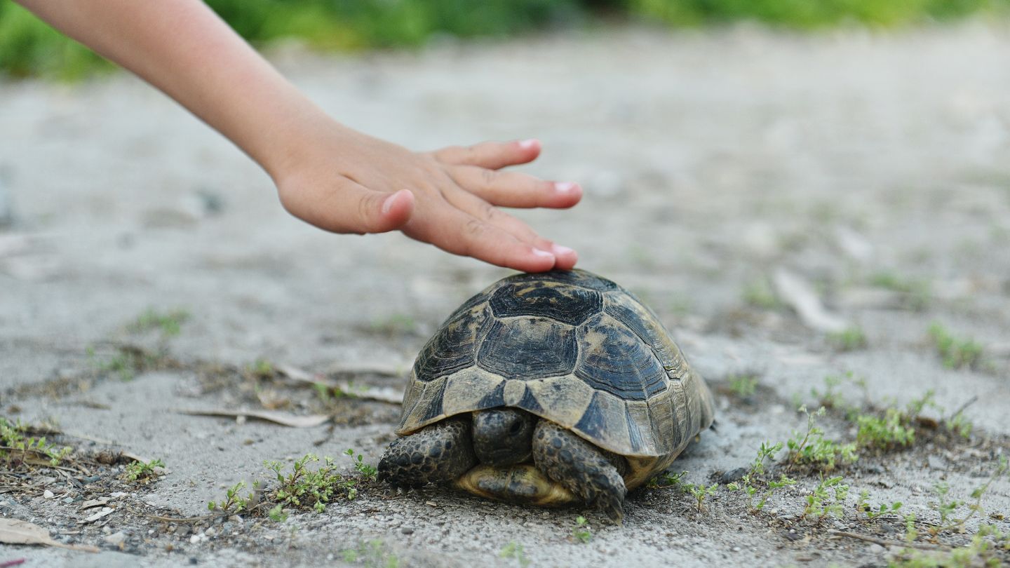 Can Turtles And Tortoises Feel Their Outside Shell? [101 Shell Facts ...