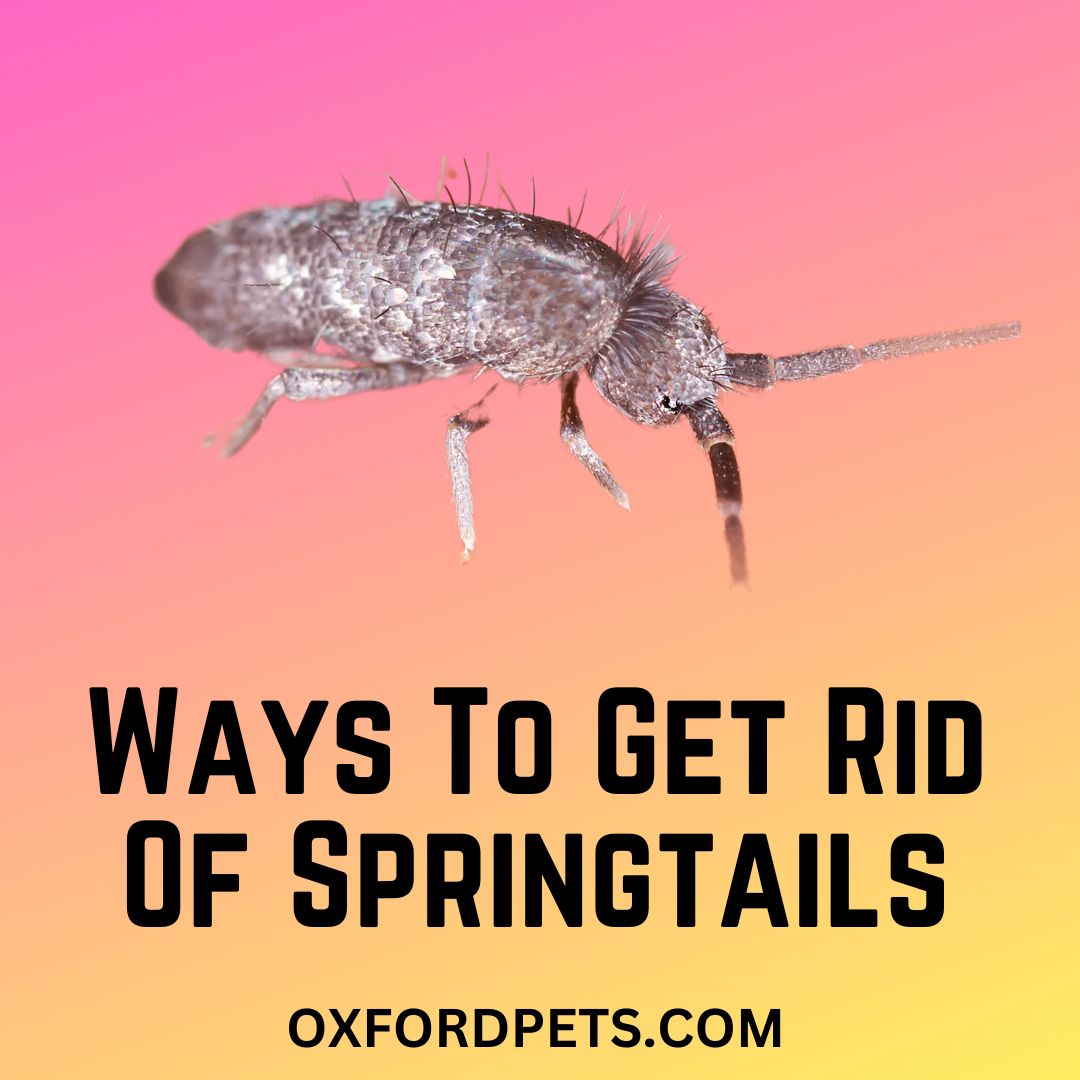 6 Effective Ways To Get Rid Of Springtails In Aquarium - Oxford Pets