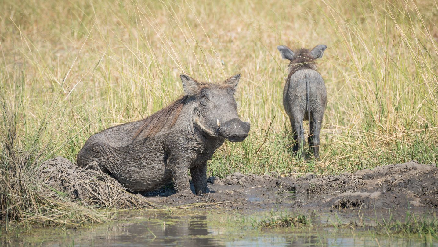 20 Animals That Wallow In Mud Or Bathe In Dust - Oxford Pets