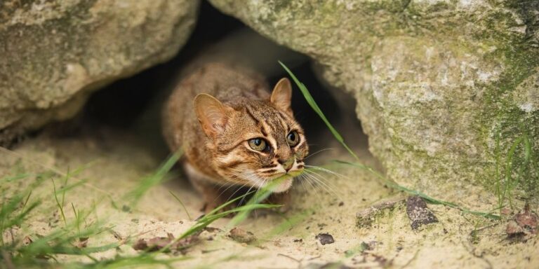 Rusty Spotted Cats For Sale : World's Tiniest Cat Guide 101 - Oxford Pets