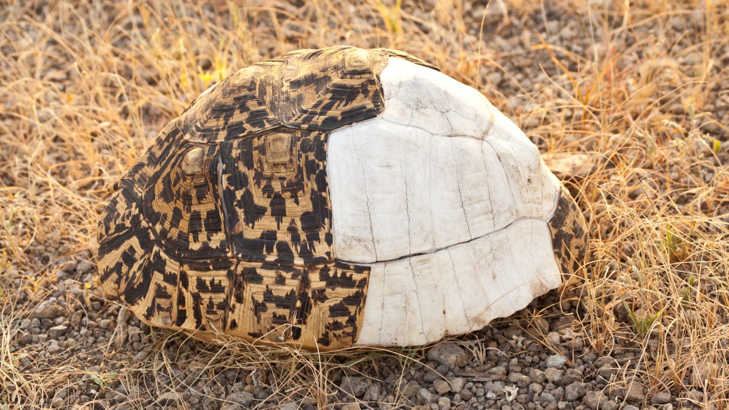 Can Turtles And Tortoises Feel Their Outside Shell? [101 Shell Facts ...