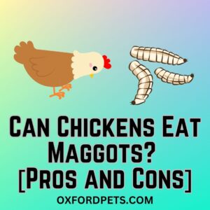Can Chickens Eat Maggots? [5 Benefits and 4 Risks] - Oxford Pets