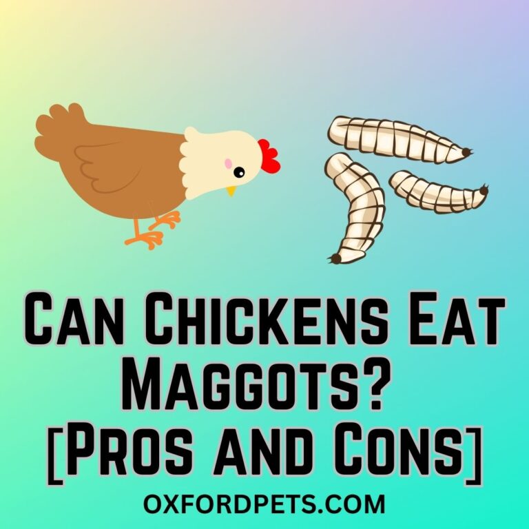Can Chickens Eat Maggots? [5 Benefits and 4 Risks] - Oxford Pets
