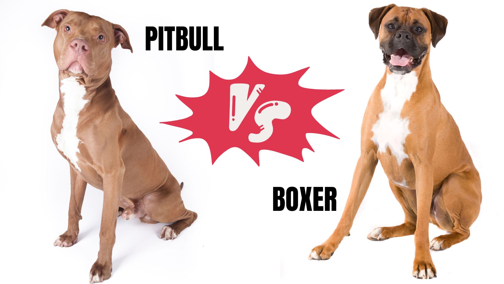 Pitbull Vs Boxer: Differences And Similarities 2024 Guide - Oxford Pets